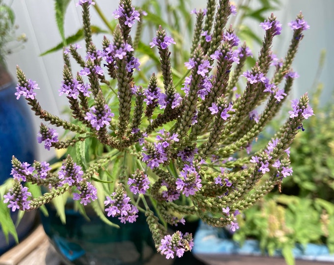 Organic Dried Blue Vervain From My Garden and Flower Pot, Herb - Etsy