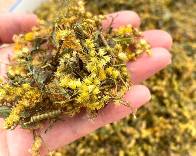 Goldenrod Tea Wild Harvested Fresh Dried Leaves, Buds & Stems - Etsy