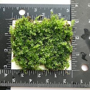Cultivated Plagiomnium Cuspidatum/baby Tooth Moss, Free Climacium Tree ...
