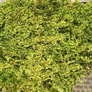 High Quality Sheet Moss/brocade Moss (hypnum Imponens ) WASHED, No Bugs ...