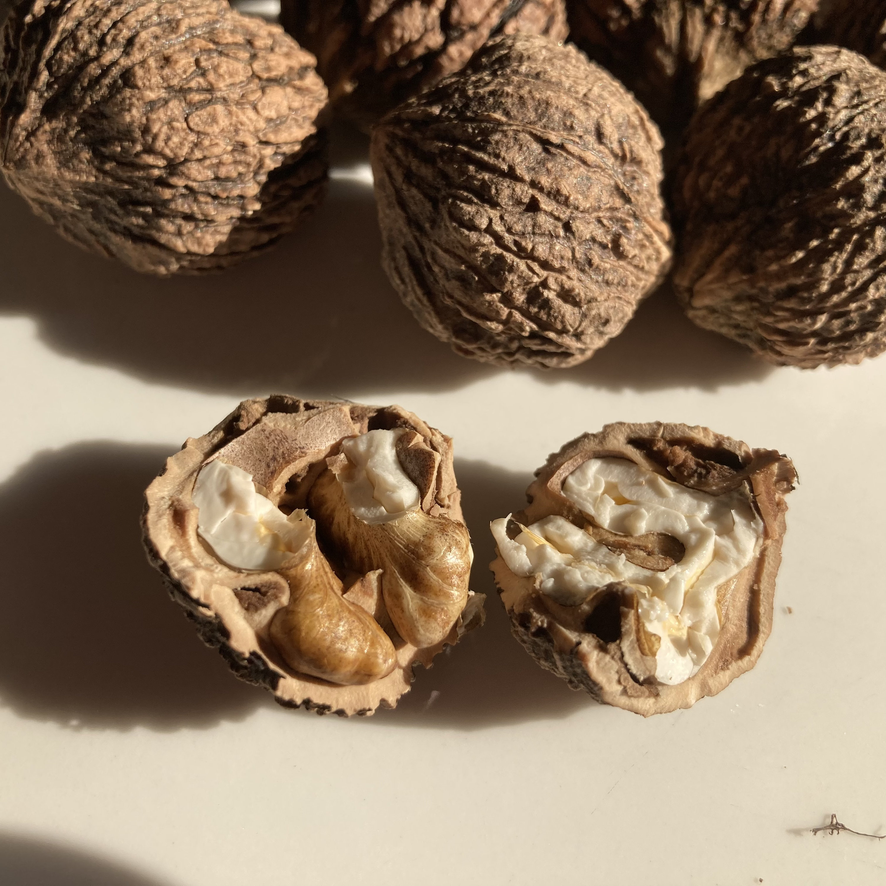 Seeds & Seed Bombs Organic Black Walnuts Juglans nigra No Floaters For ...