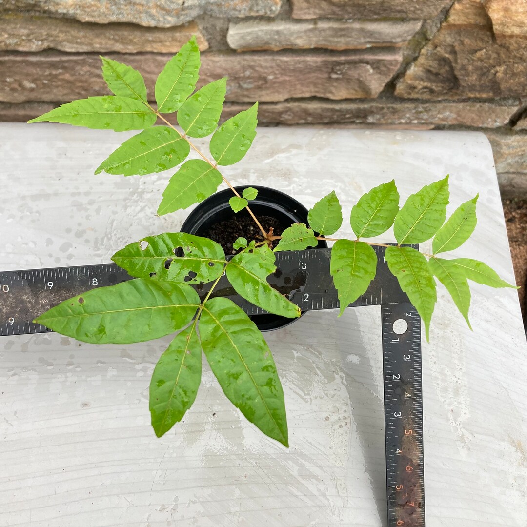 Over 2 Years Old Edible Chinese香椿 Toona Sinensis, Organic Tree ...