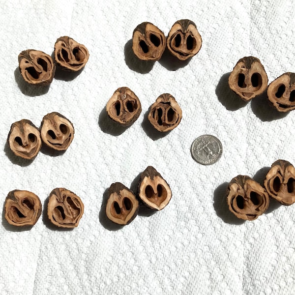 Black Walnut Shells - Etsy