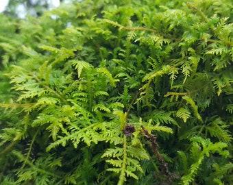 Delicate Fern Moss Thuidium Delicatulum - Etsy