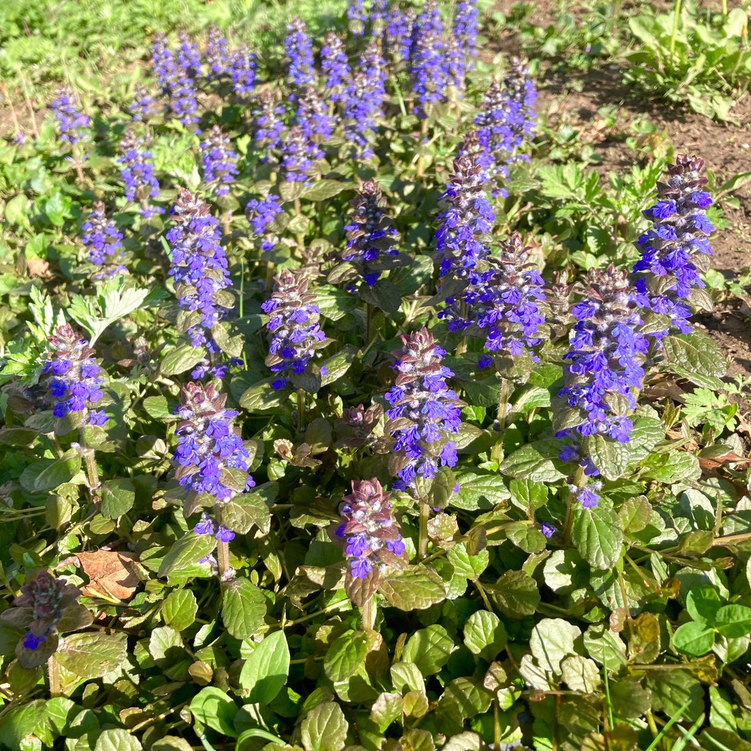 Plants 10,20, 30 Bugleweed Ajuga Reptans Starter Plants, Perennial ...