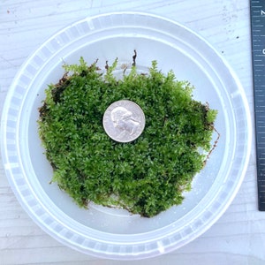 Cultivated Plagiomnium Cuspidatum/baby Tooth Moss, Free Climacium Tree ...