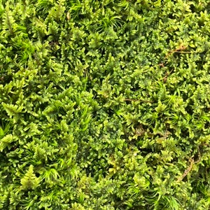 High Quality Sheet Moss/brocade Moss (hypnum Imponens ) WASHED, No Bugs ...