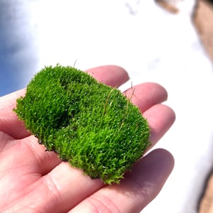 Fire Moss/ Ceratodon Purpureus Bonsai, Terrarium, Fairy Garden, Moss ...