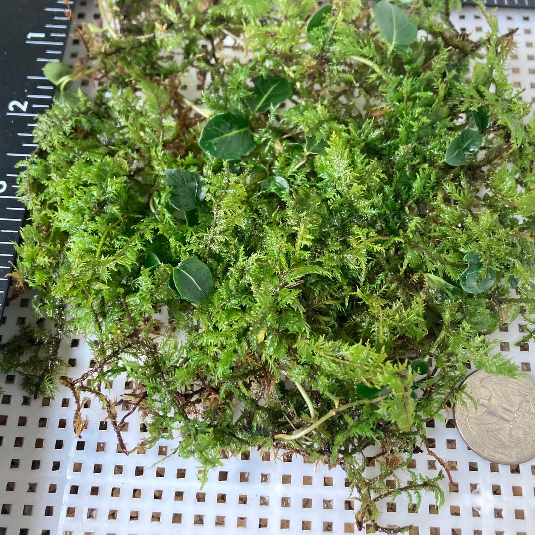 Delicate Fern Moss (thuidium Delicatulum) With Partridgeberry Vines ...