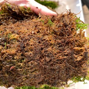 High Quality Sheet Moss/brocade Moss (hypnum Imponens ) WASHED, No Bugs ...