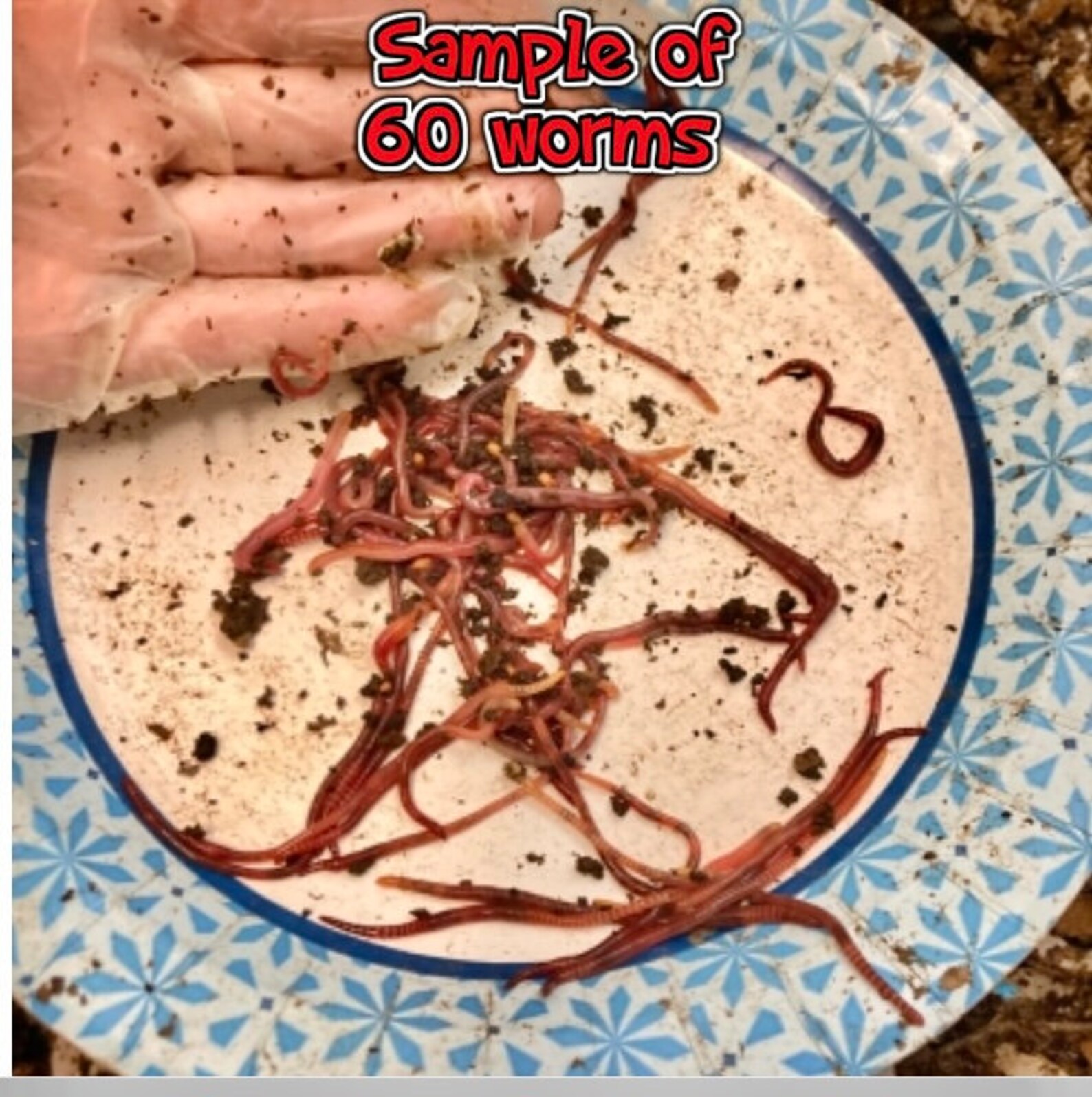 100 Composting Worms Red Wigglers and European Nightcrawlers - Etsy