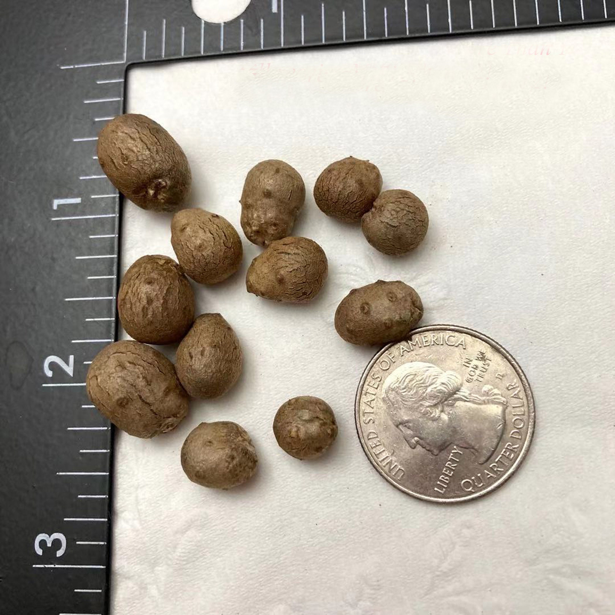 September 2025 New Organic Chinese Air Potatoes 10, 20 or 30 Iron Stick ...
