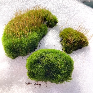 Fire Moss/ Ceratodon Purpureus Bonsai, Terrarium, Fairy Garden, Moss ...