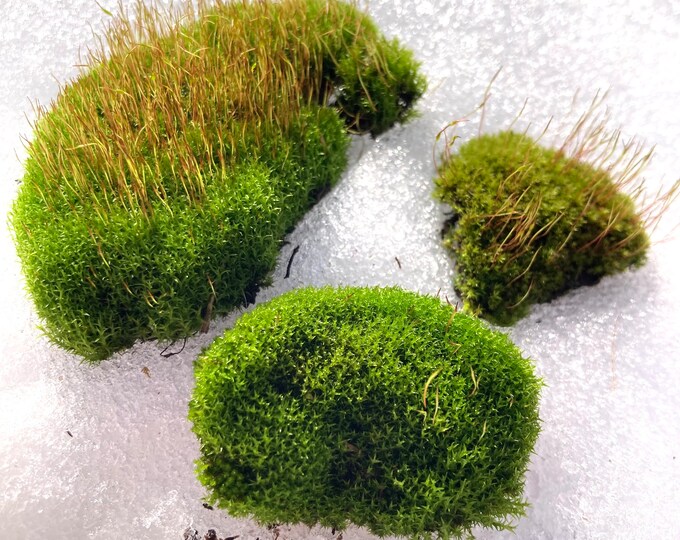 Fire Moss/ Ceratodon Purpureus Bonsai, Terrarium, Fairy Garden, Moss ...