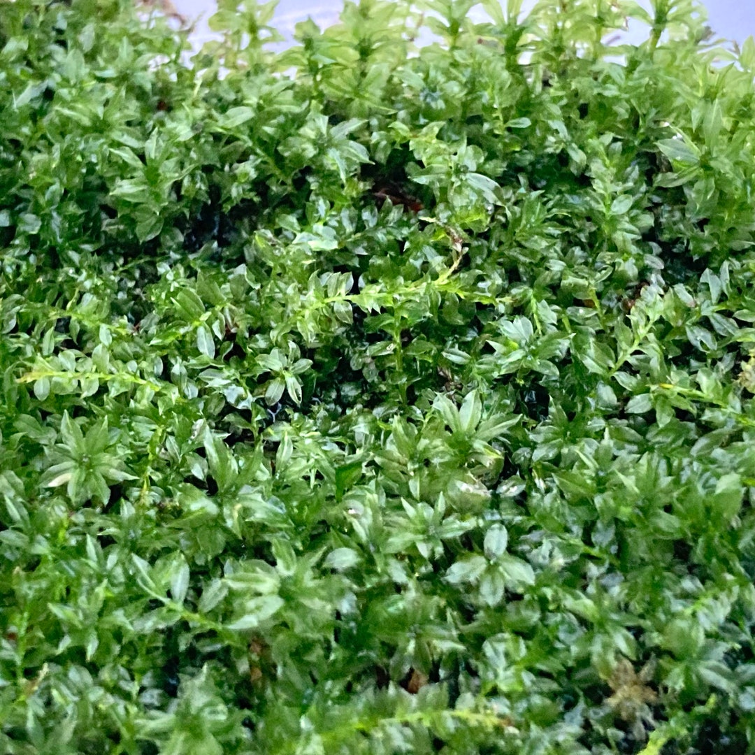 Cultivated Plagiomnium Cuspidatum/baby Tooth Moss, Free Climacium Tree ...