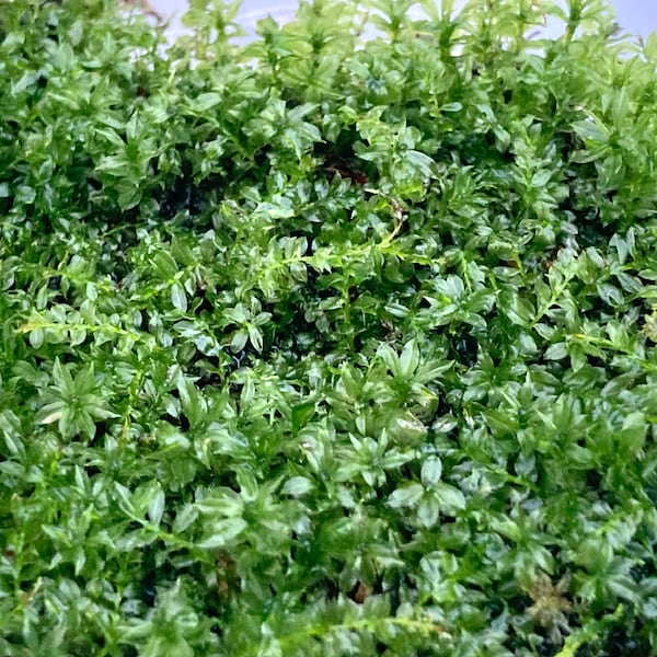 Live Moss - Etsy