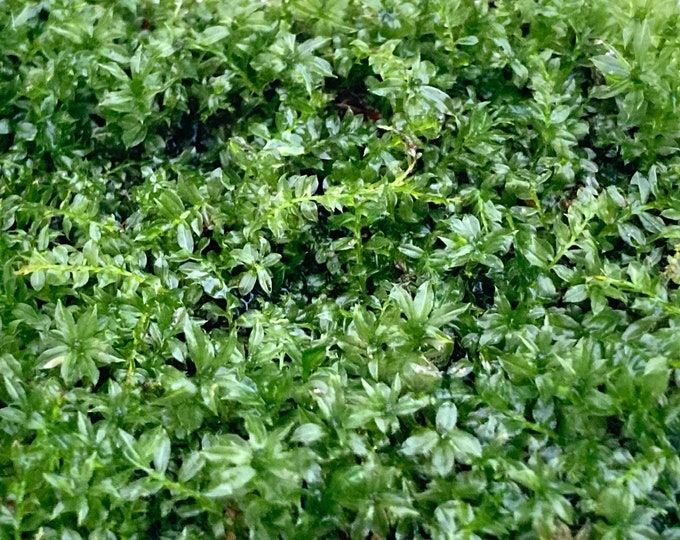 Swan’s-neck Thyme Moss | Mnium Hornum | Terrarium Moss - Etsy