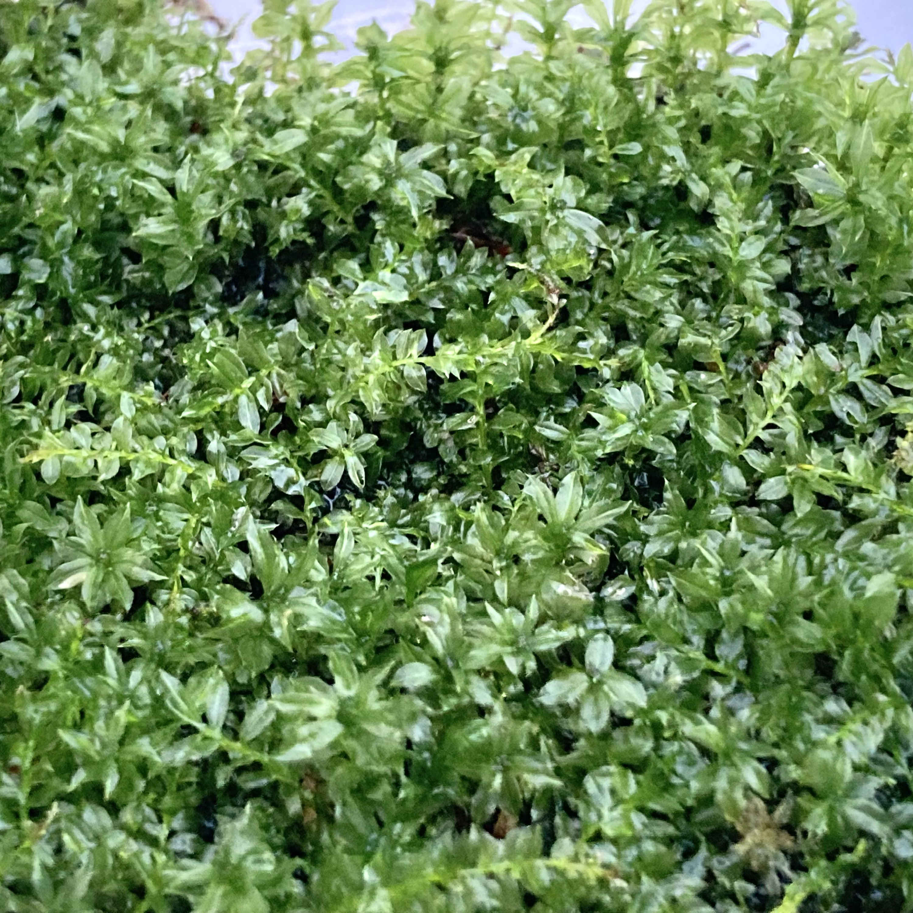 Cultivated Plagiomnium Cuspidatum/baby Tooth Moss, Free Climacium Tree ...