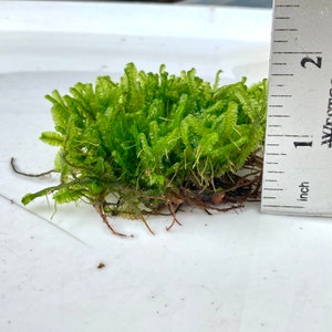 Rare Liverwort, Bazzania Trilobata, Greater Whipwort, Threelobed ...