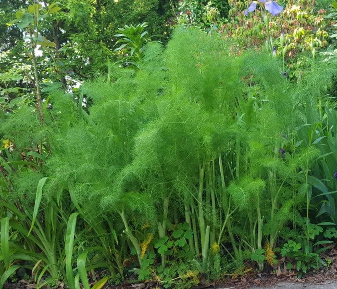 October 2025 New 30 Perennial Fennel Seeds, Organically Grown, Black ...