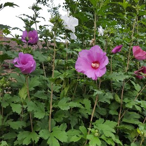 Organic Rose of Sharon Seeds Multiple Color Choices Hibiscus Syriacus ...