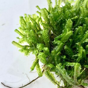 Rare Liverwort, Bazzania Trilobata, Greater Whipwort, Threelobed ...