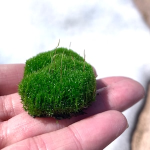 Fire Moss/ Ceratodon Purpureus Bonsai, Terrarium, Fairy Garden, Moss ...