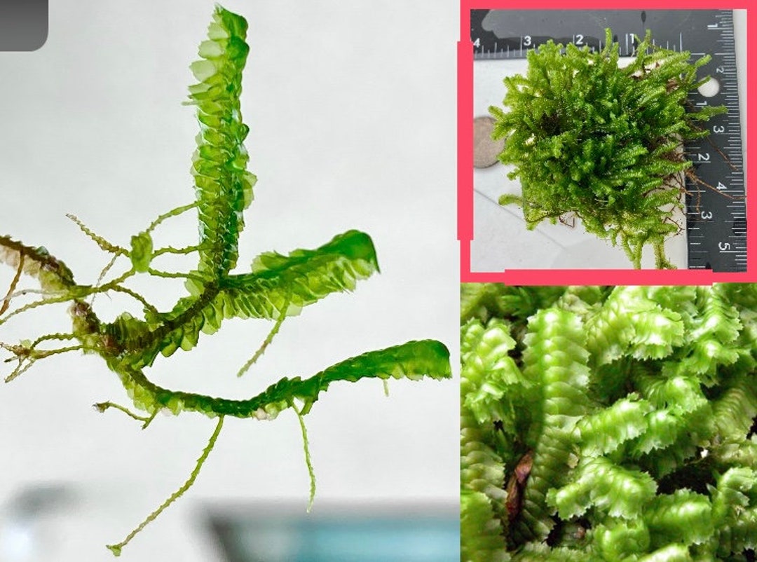 Rare Liverwort, Bazzania Trilobata, Greater Whipwort, Threelobed ...