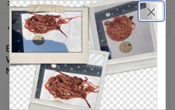 100 Composting Worms Red Wigglers and European Nightcrawlers - Etsy