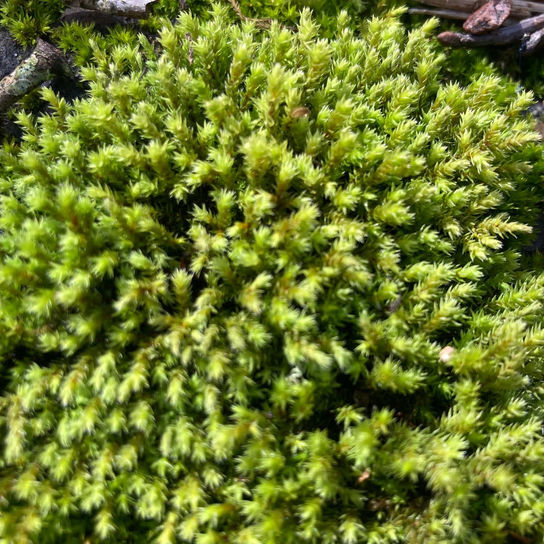 Medusa Moss/hedwigia Ciliata/fringed Hoar Moss/3”x3”, Terrarium, Bonsai ...