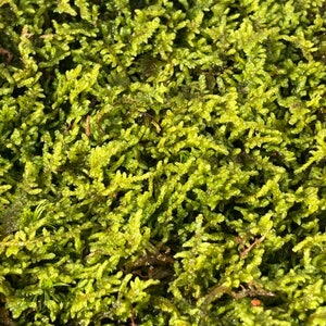 High Quality Sheet Moss/brocade Moss (hypnum Imponens ) WASHED, No Bugs ...