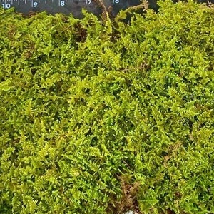 High Quality Sheet Moss/brocade Moss (hypnum Imponens ) WASHED, No Bugs ...
