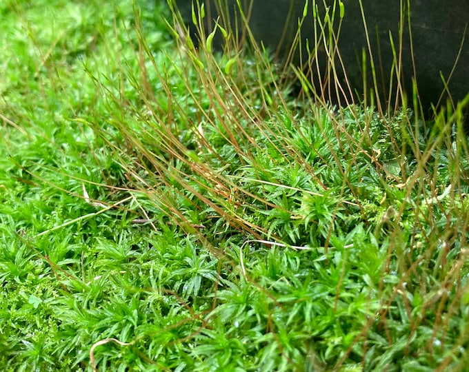 Wavy Starburst Moss/ Atrichum Altecristatum, Live Moss for Terrarium ...