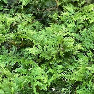 Delicate Fern Moss (thuidium Delicatulum) Vivarium Terrarium Bonsai ...
