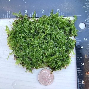 Cultivated Plagiomnium Cuspidatum/baby Tooth Moss, Free Climacium Tree ...