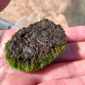 Fire Moss/ Ceratodon Purpureus Bonsai, Terrarium, Fairy Garden, Moss ...