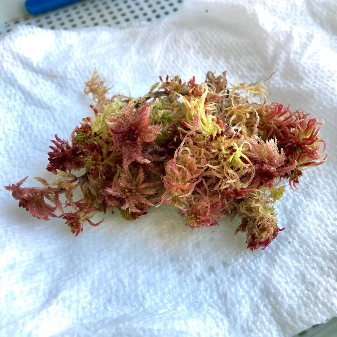 Live Colorful Sphagnum Moss (small Moss Variety) SHIPPED in 8fl Oz Cup ...