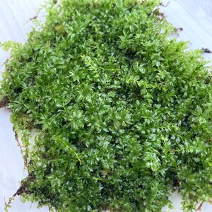 Cultivated Plagiomnium Cuspidatum/baby Tooth Moss, Free Climacium Tree ...