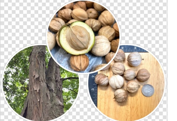 Seeds & Seed Bombs Organic Black Walnuts Juglans nigra No Floaters For ...