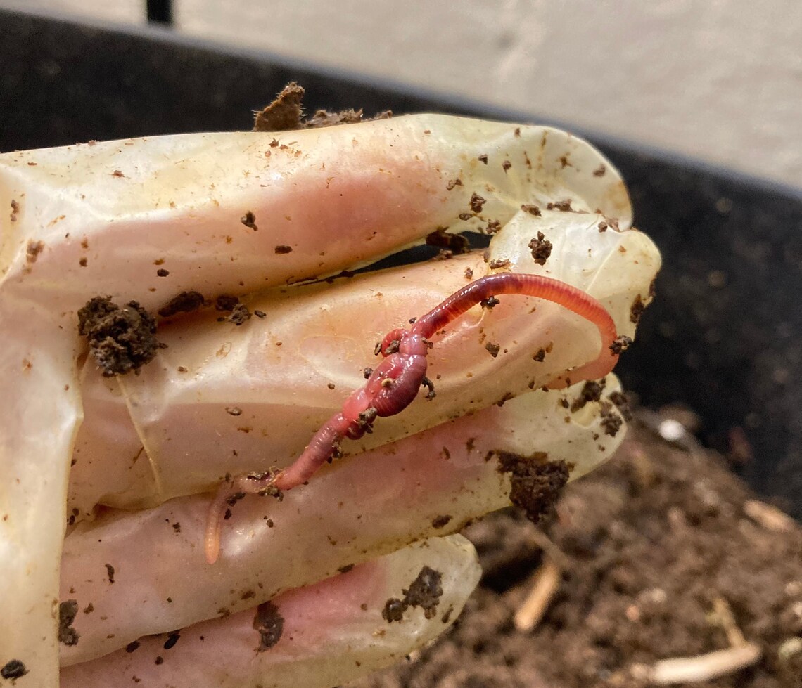 100 Composting Worms Red Wigglers and European Nightcrawlers - Etsy