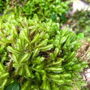 Rare Liverwort, Bazzania Trilobata, Greater Whipwort, Threelobed ...