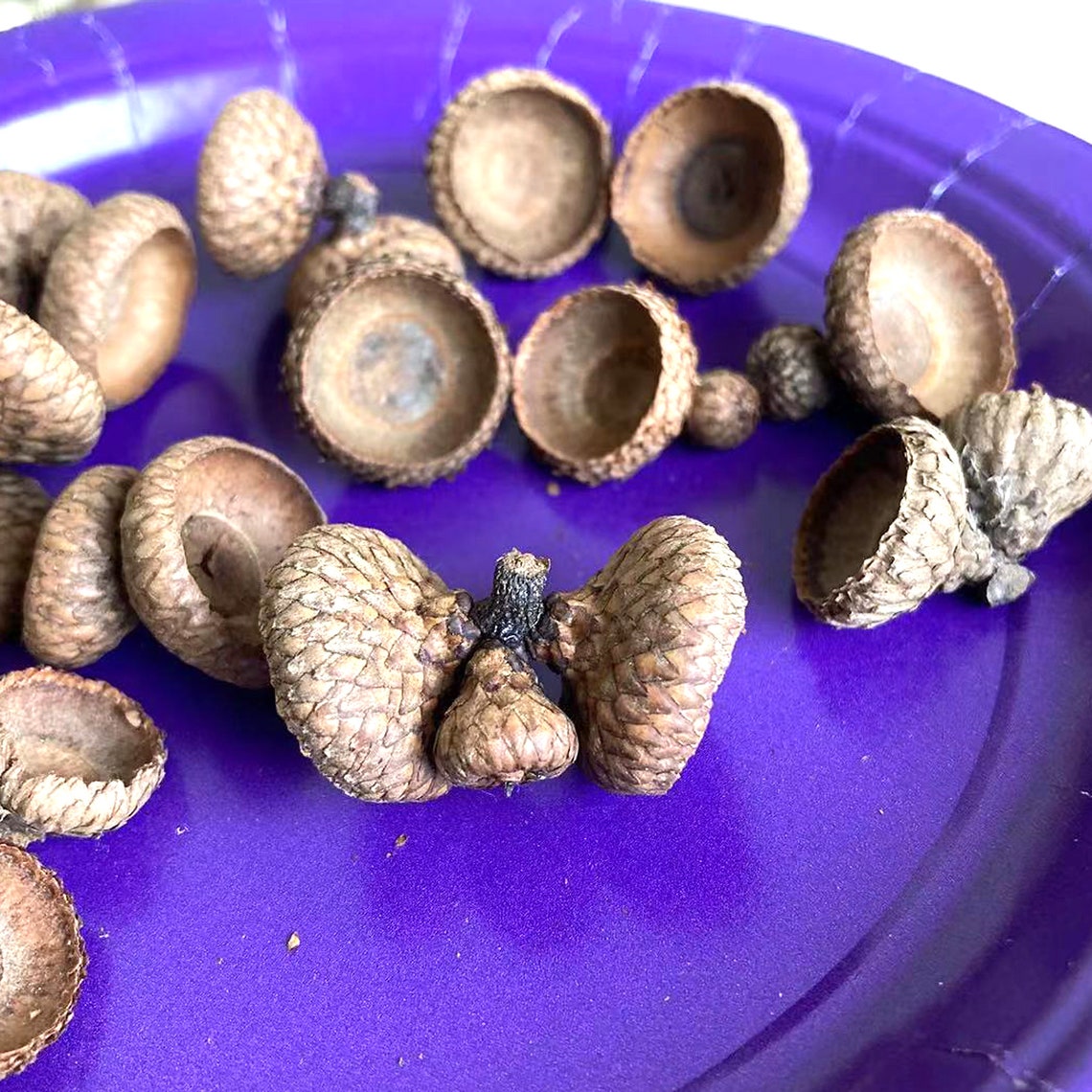 16 Pairs Unique Acorn Cap Doubles /twins Oak Tree Nut Caps for Crafting ...
