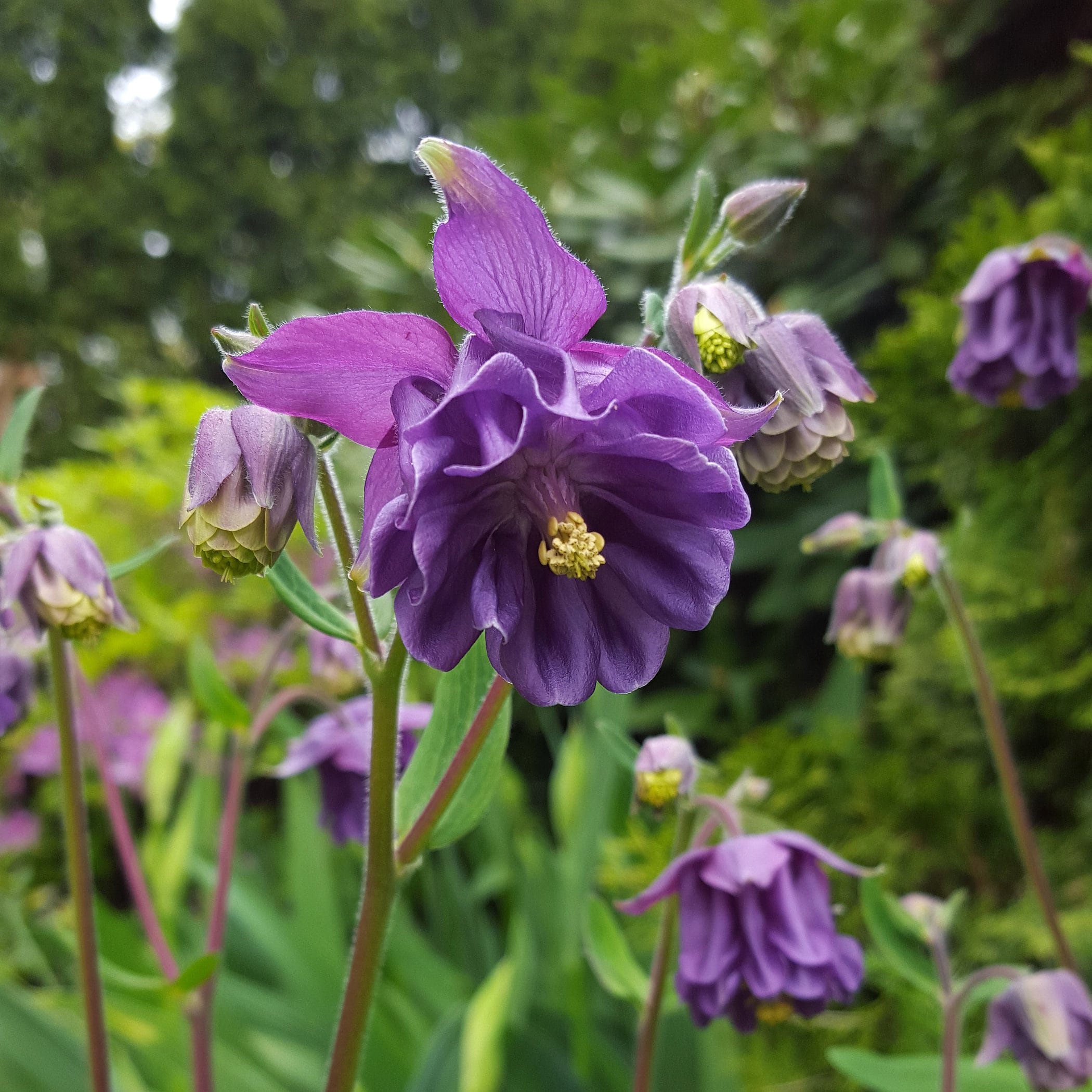 Purple Columbine Flower