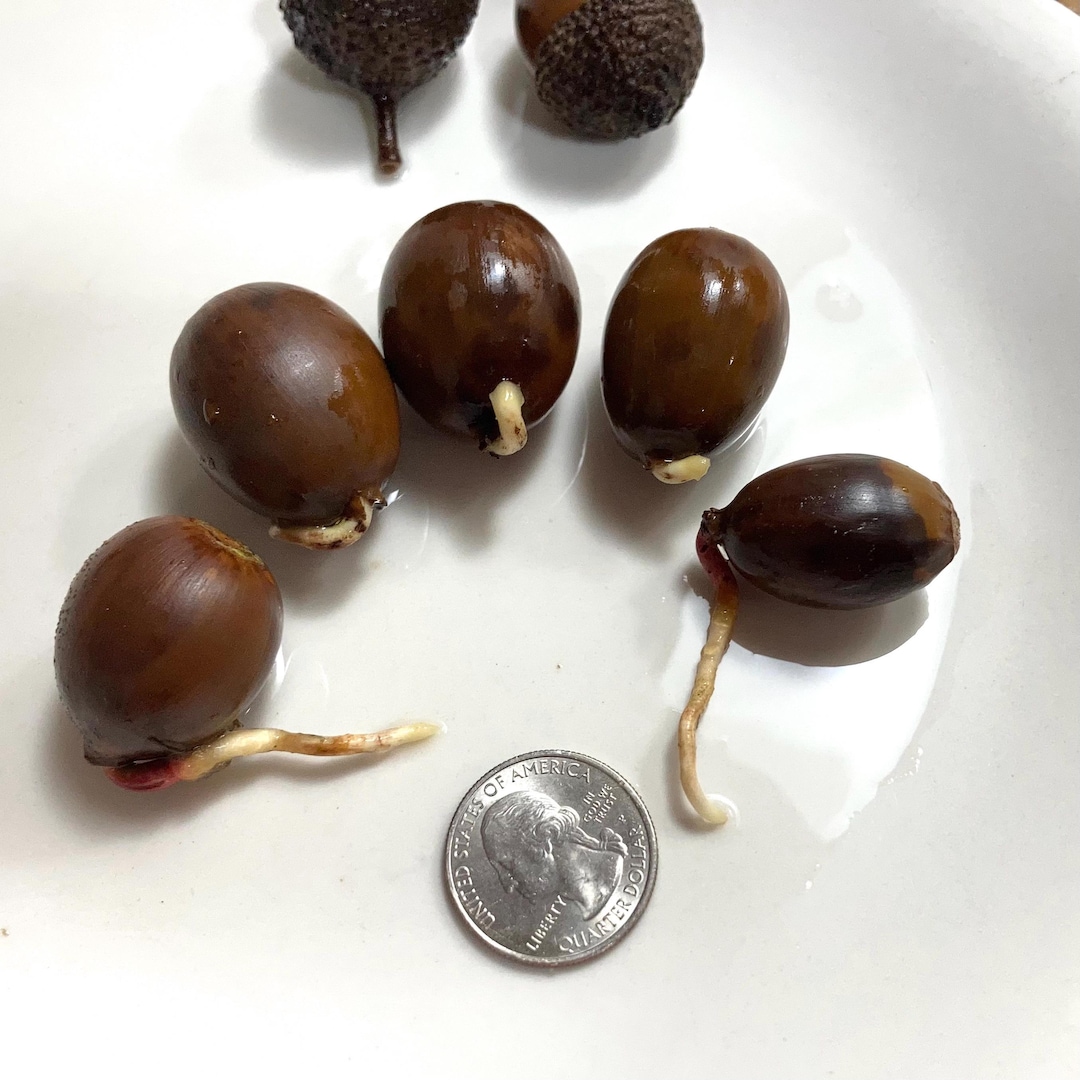 Chestnut Oak Nuts Germinated / Sprouted/acorns 4 Planting , Quercus ...