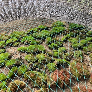 Fire Moss/ Ceratodon Purpureus Bonsai, Terrarium, Fairy Garden, Moss ...