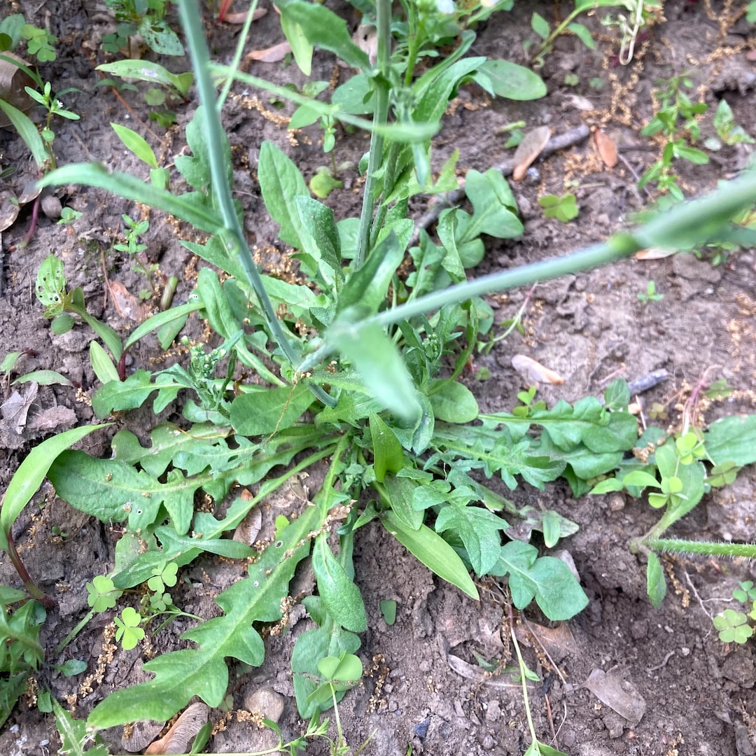 Organic Shepherds Purse Seeds, 荠菜recently Tested, Medicinal Wild Veggie ...