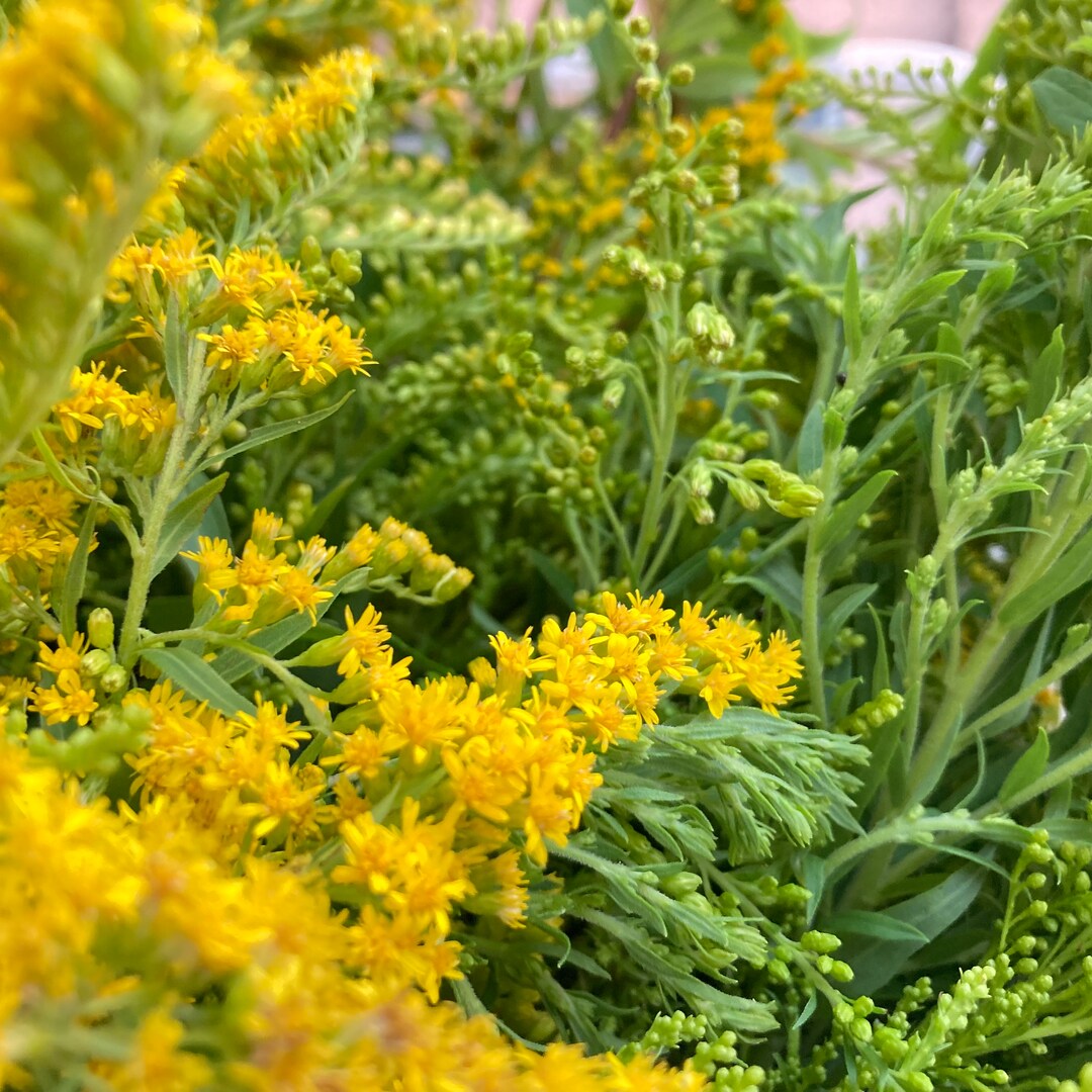 2024 Dried Organic Wild Goldenrod Flower Heads Coarsely Cut, Herbal Tea ...