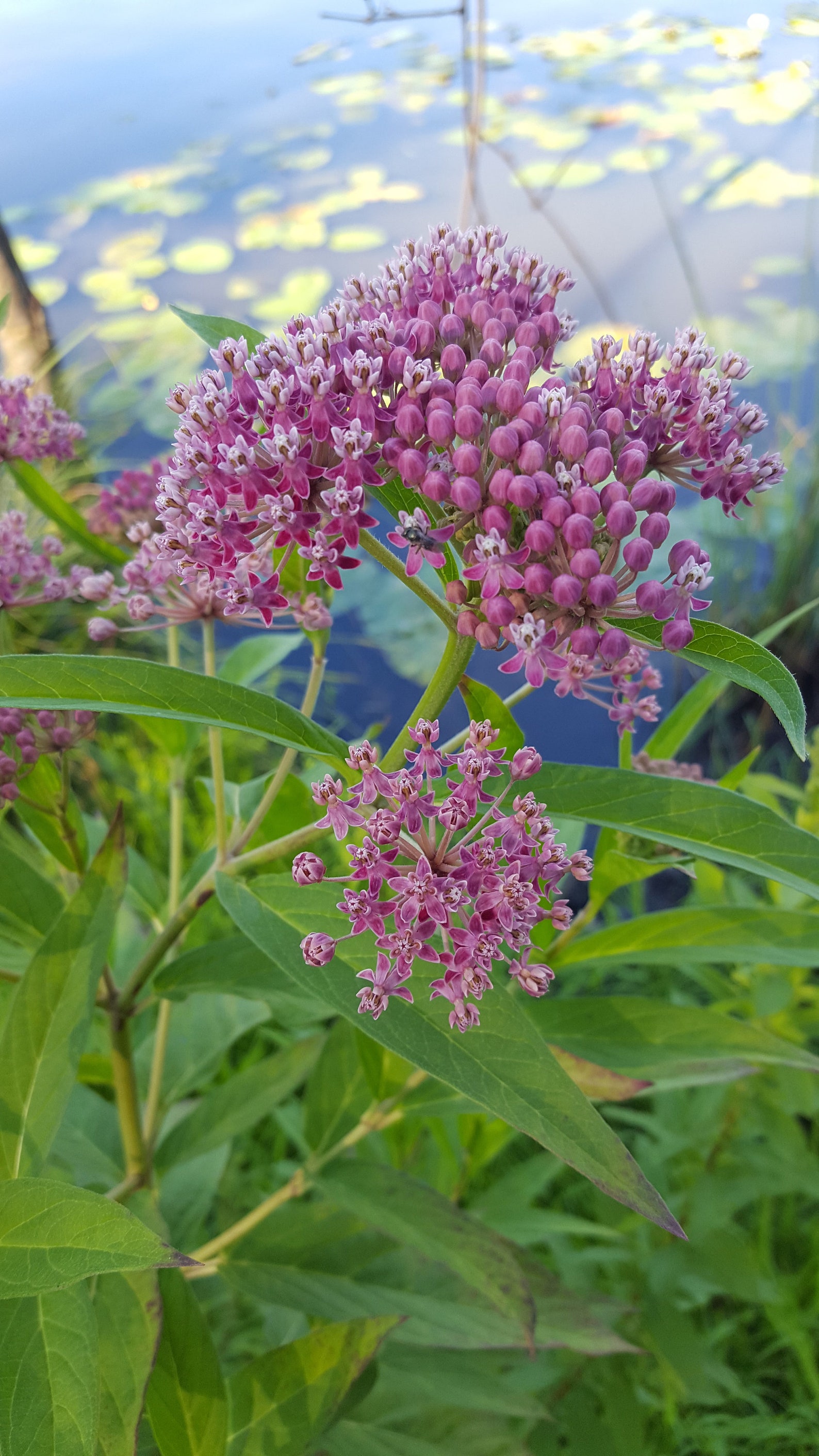 Pink Milkweed Swamp Milkweed Seeds Asclepias Incarnata | Etsy