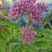 Pink Milkweed Swamp Milkweed Seeds Asclepias Incarnata - Etsy