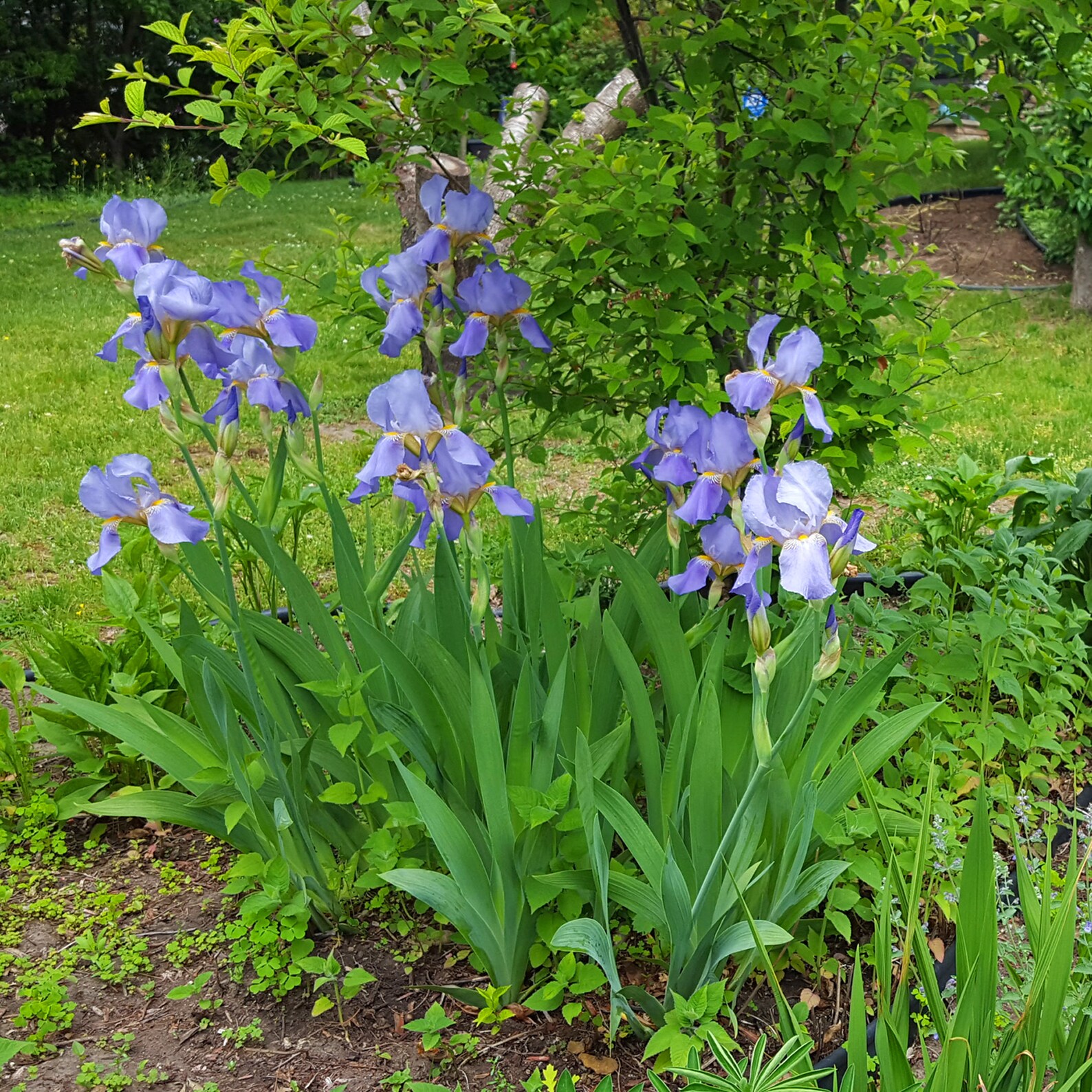 Historique Lavender Blue Tall Bearded Iris Live Plants Tubers | Etsy